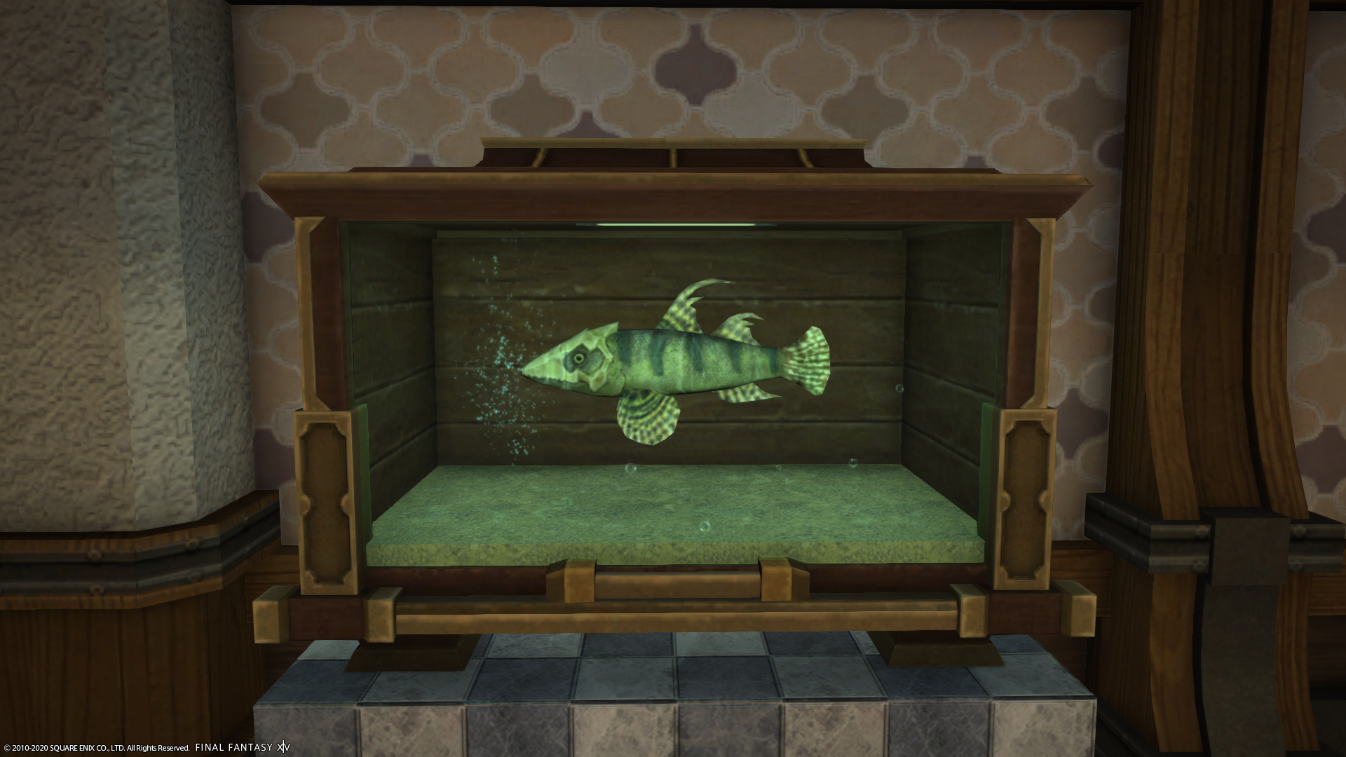 Dragon Head – Aquarium