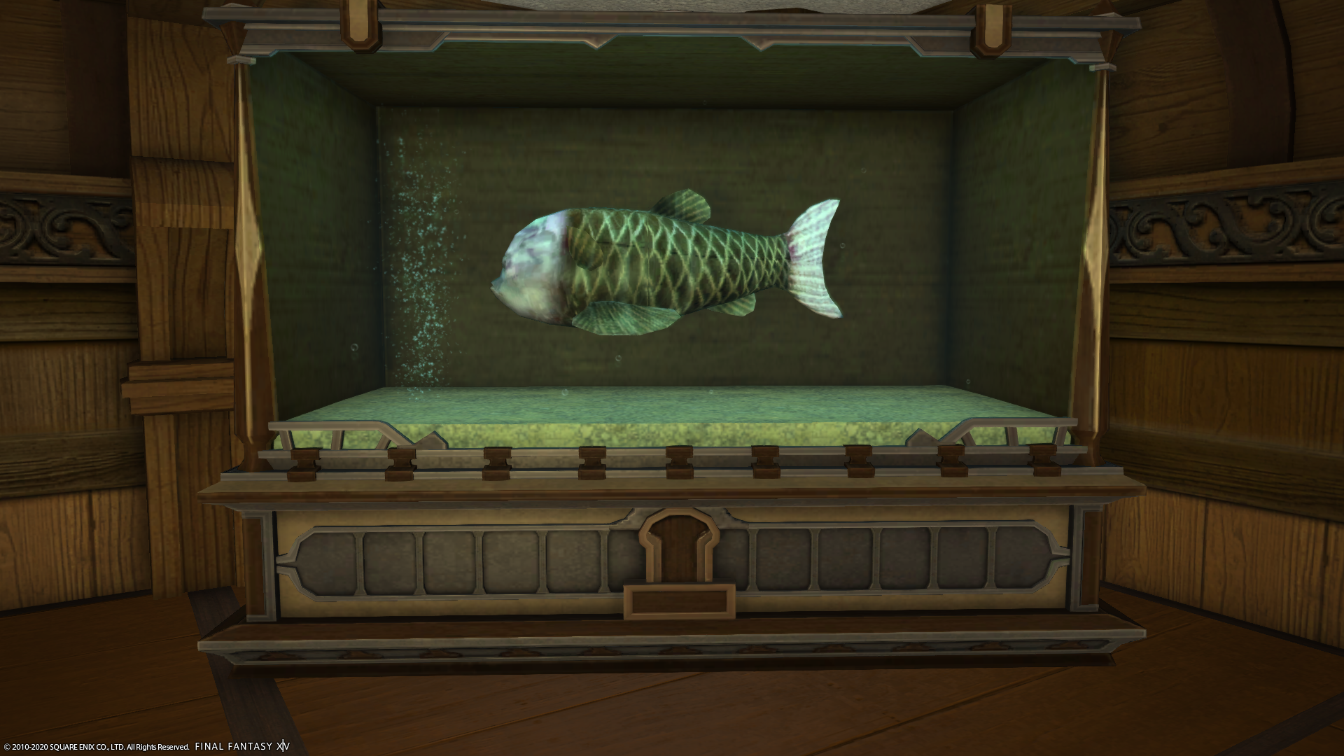 Ghoulfish – Aquarium