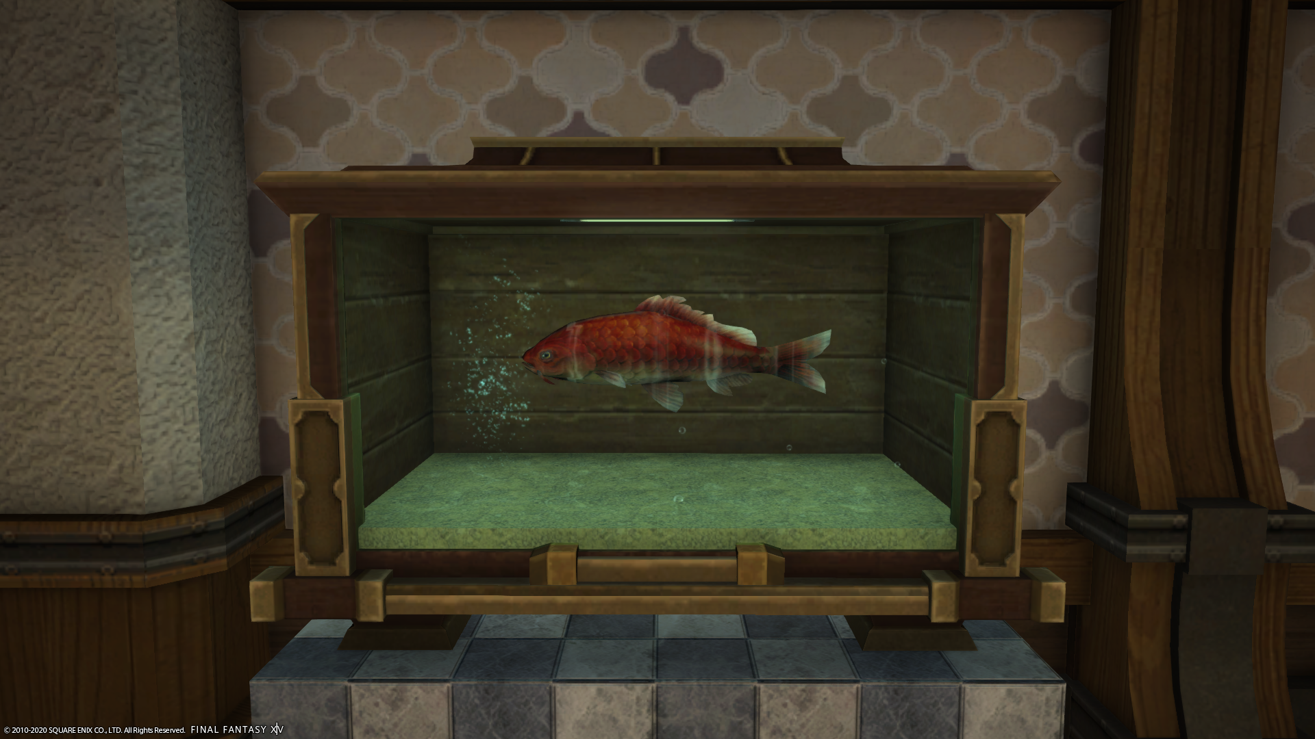 Red Prismfish – Aquarium