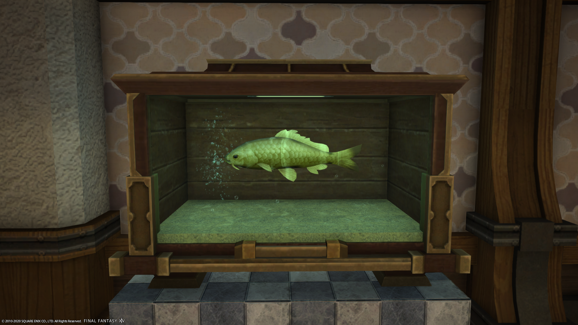 Yellow Prismfish – Aquarium