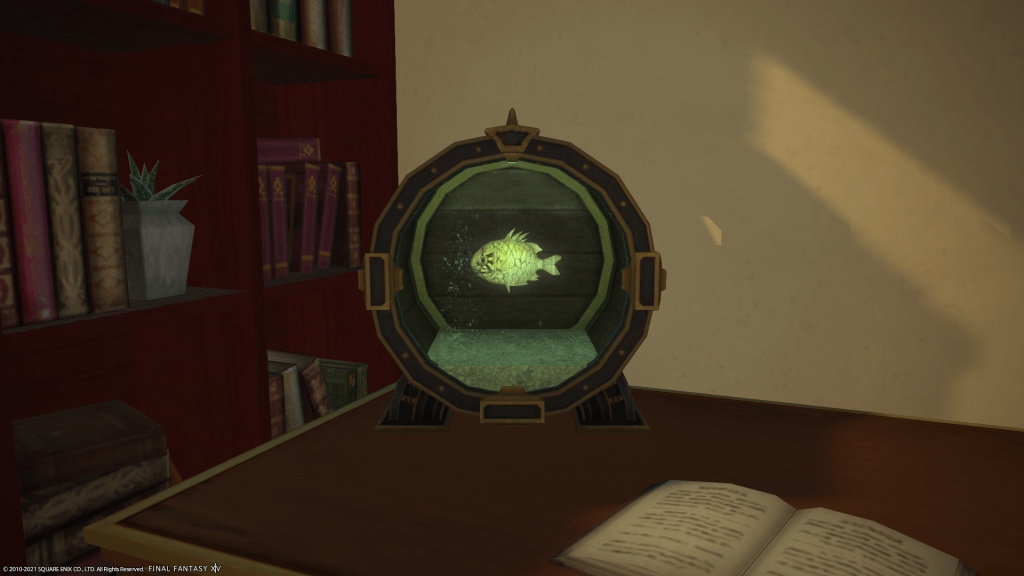 Armor Fish – Aquarium