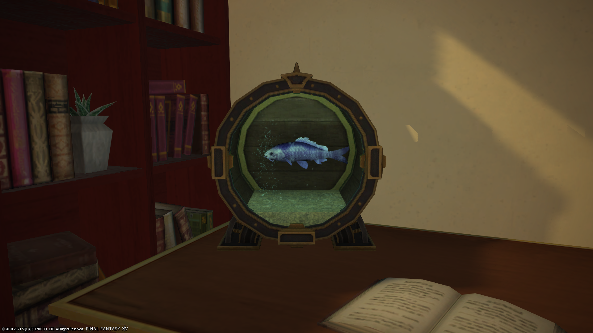 Indigo Prismfish – Aquarium