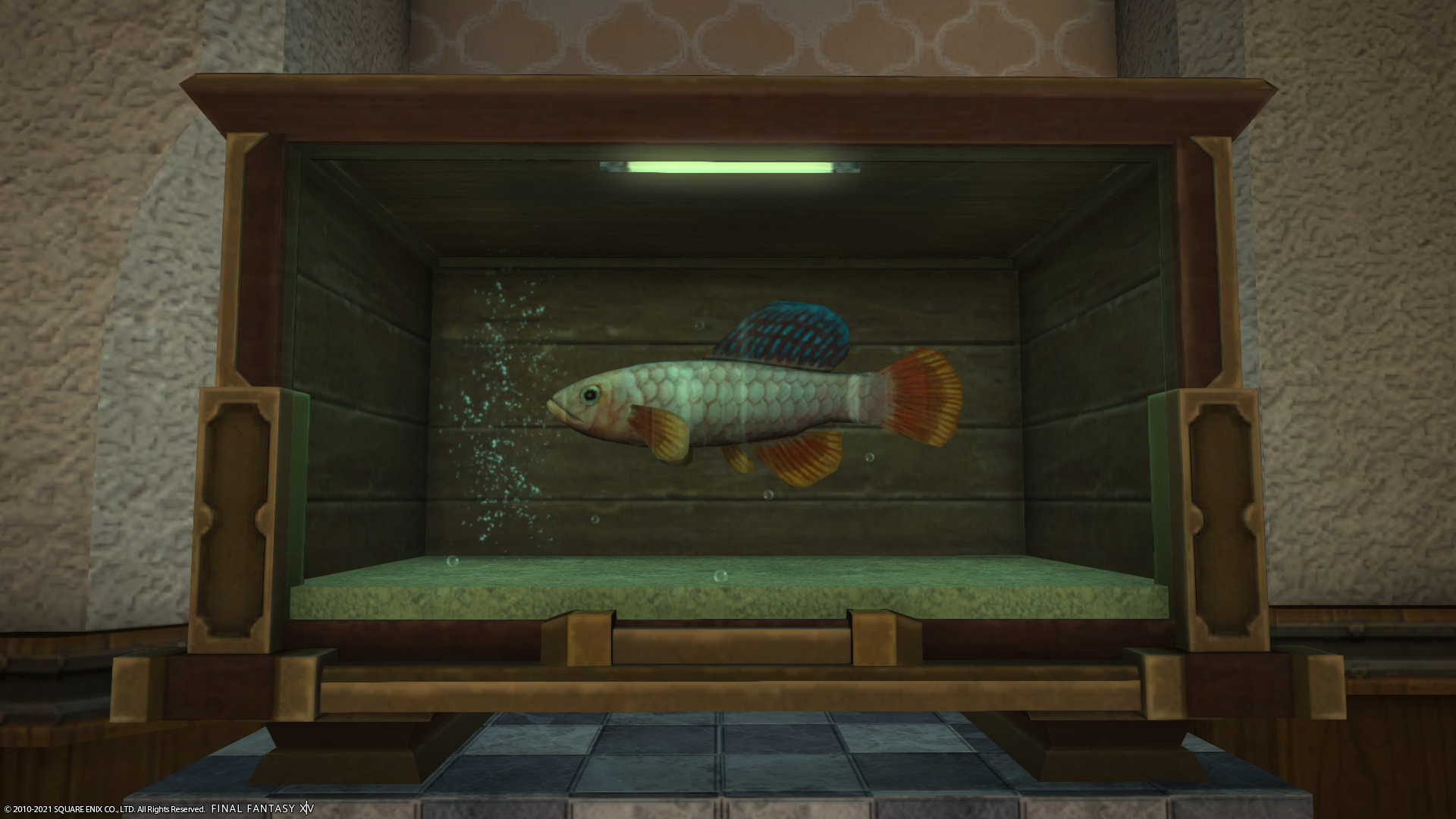Mirrorfish – Aquarium